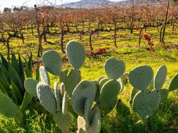 31 Amazing Things To Do In Tijuana, Mexico