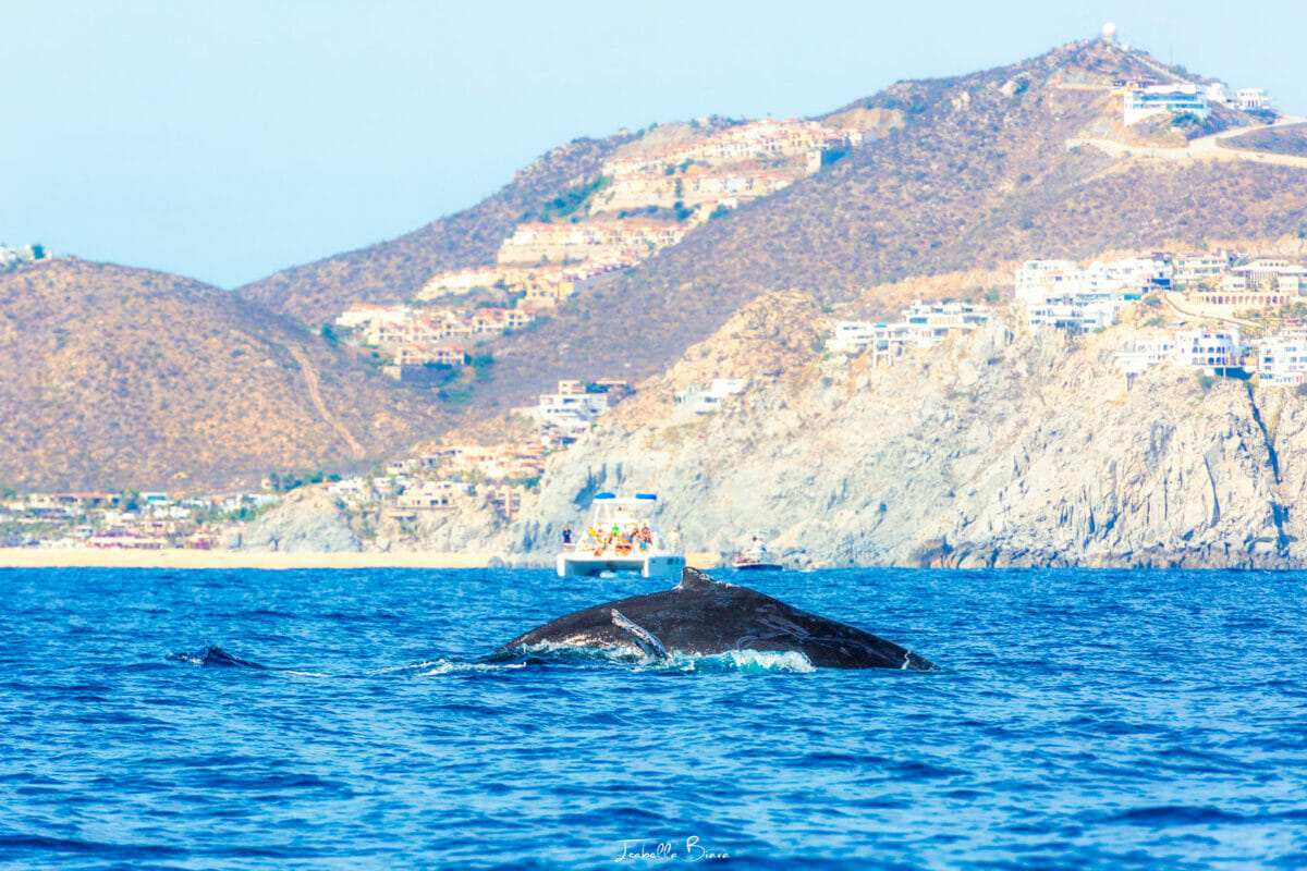 The Best Whale Watching Tours in Cabo San Lucas: [honest review]