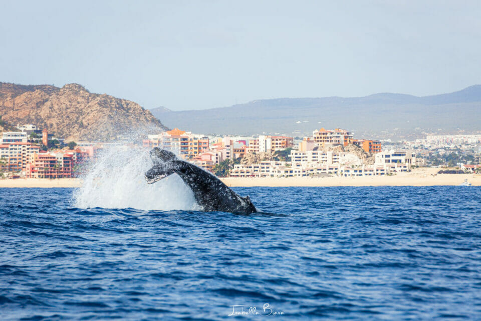 The Best Whale Watching Tours in Cabo San Lucas: [honest review]