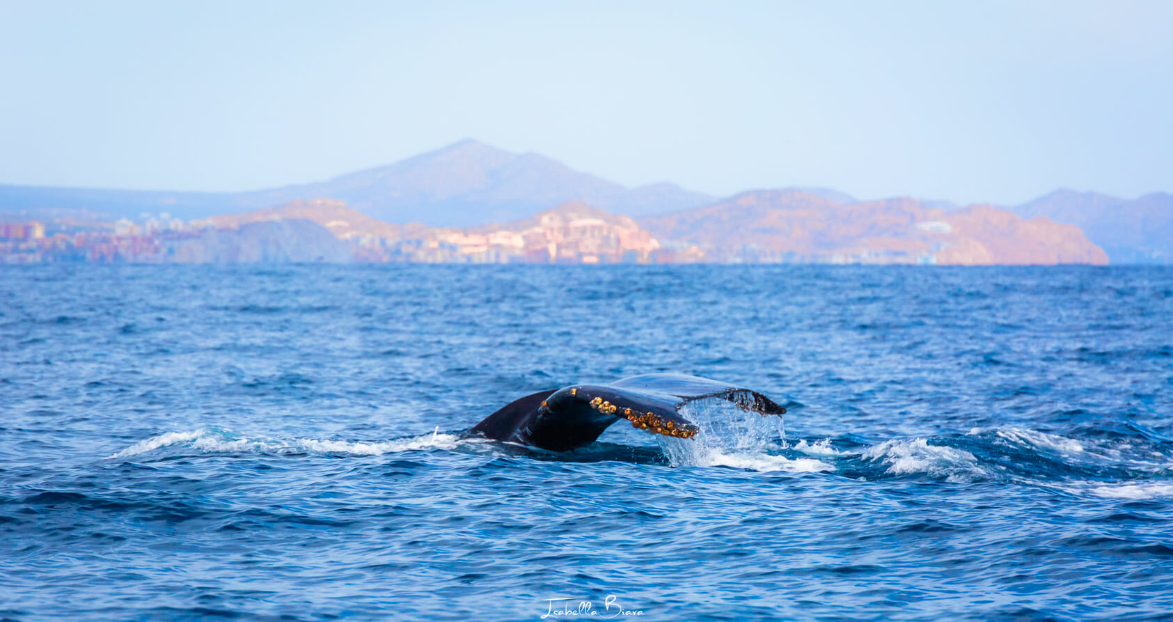The Best Whale Watching Tours in Cabo San Lucas: [honest review]
