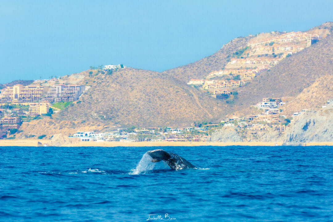 Traveling to Cabo San Lucas in January: Weather, Events, and Things to Do