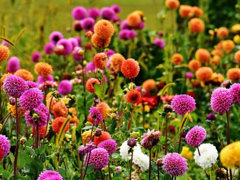 Dahlia: The National Flower of Mexico
