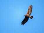 National Bird of Mexico: The Golden Eagle and Its Symbolism