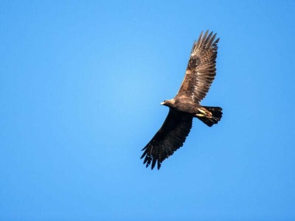 National Bird of Mexico: The Golden Eagle and Its Symbolism