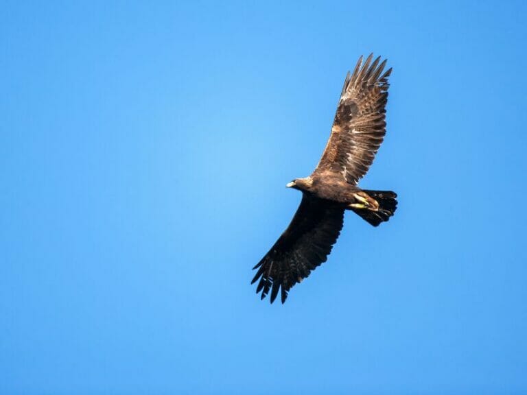 National Bird of Mexico: The Golden Eagle and Its Symbolism