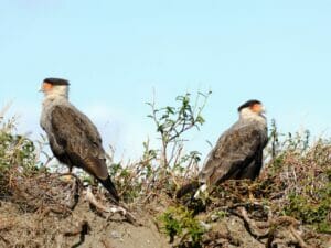 National Bird of Mexico: The Golden Eagle and Its Symbolism