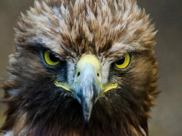 National Bird of Mexico: The Golden Eagle and Its Symbolism