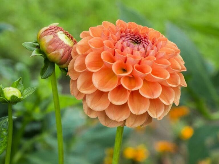 Dahlia: The National Flower of Mexico