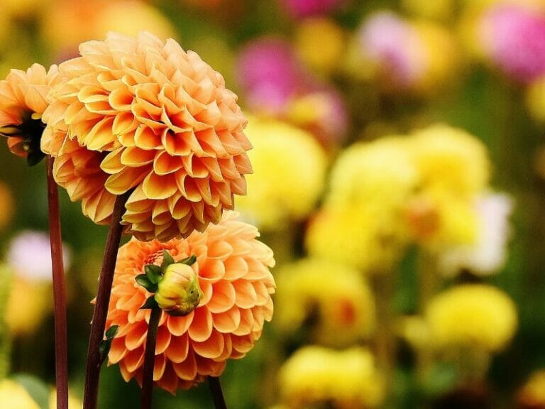 Dahlia: The National Flower of Mexico