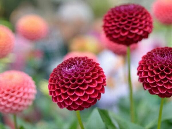 Dahlia: The National Flower of Mexico