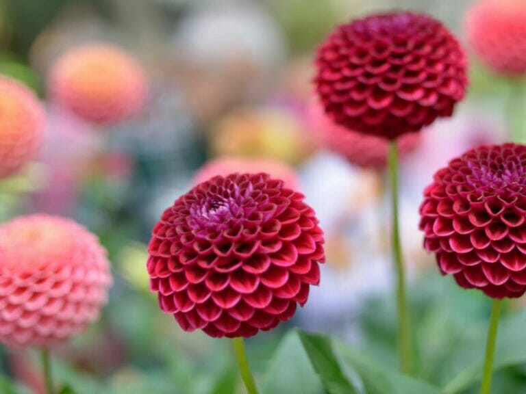 Dahlia: The National Flower of Mexico