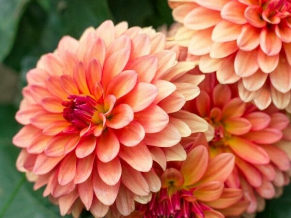 Dahlia: The National Flower of Mexico