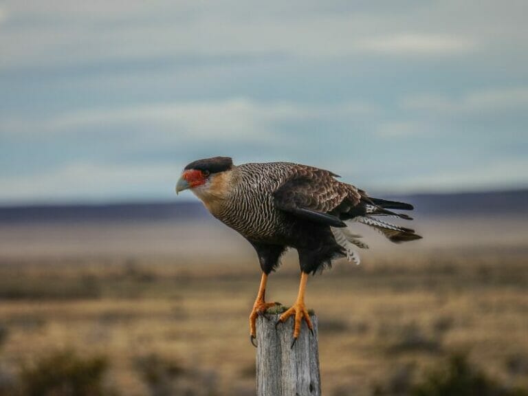 National Bird of Mexico: The Golden Eagle and Its Symbolism