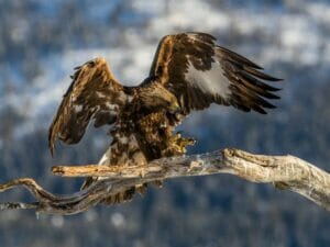 National Bird of Mexico: The Golden Eagle and Its Symbolism