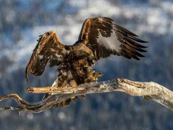National Bird of Mexico: The Golden Eagle and Its Symbolism